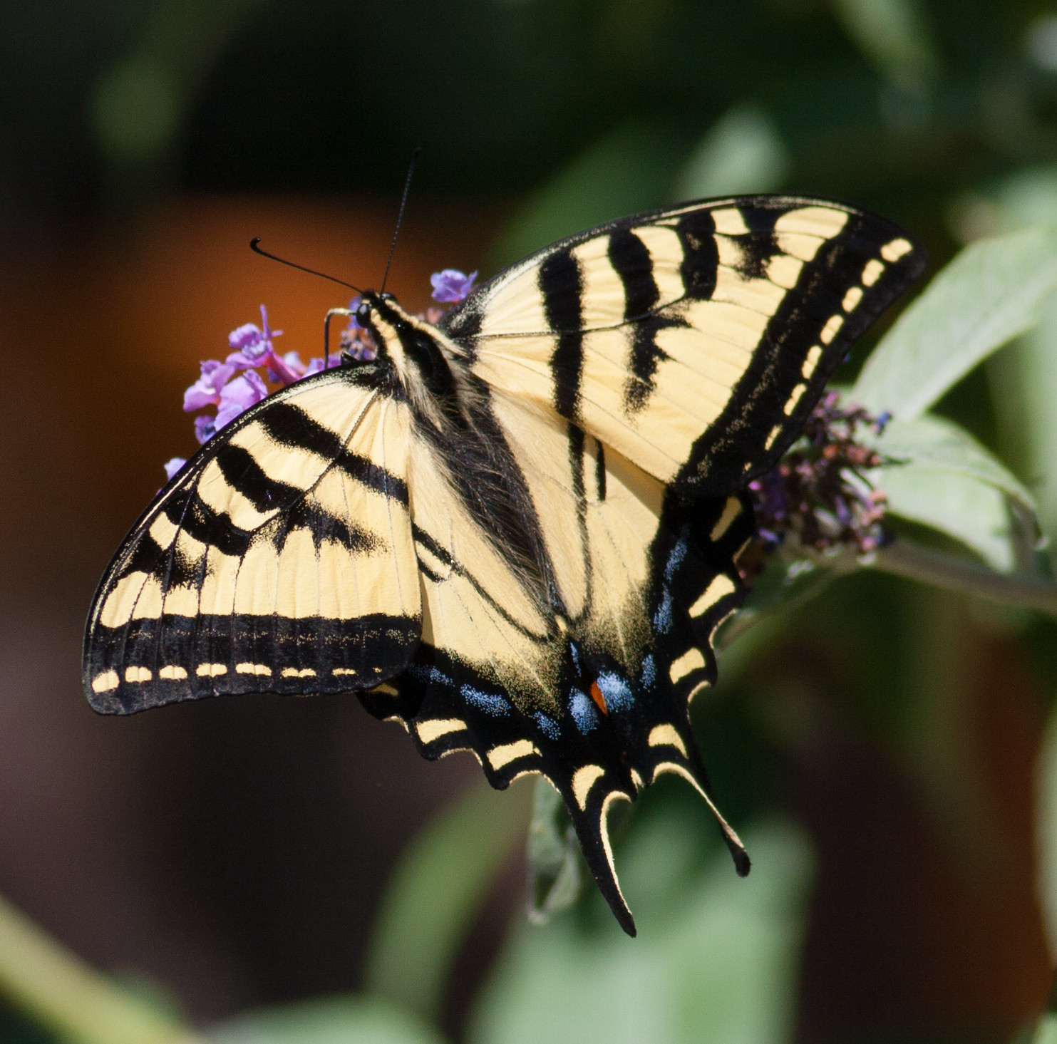 Western Tiger Swallowtail