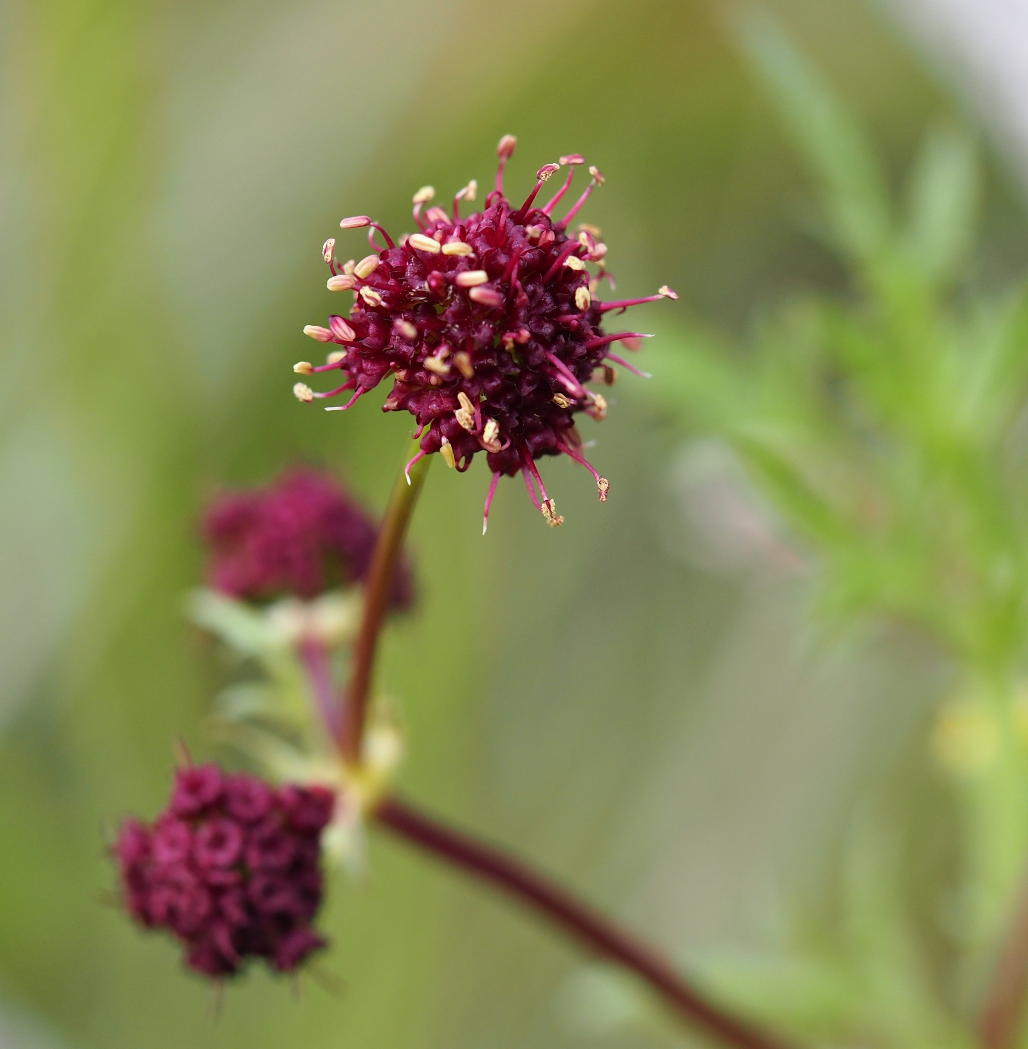 Purple Sanicle Sanicula bipinnatifida