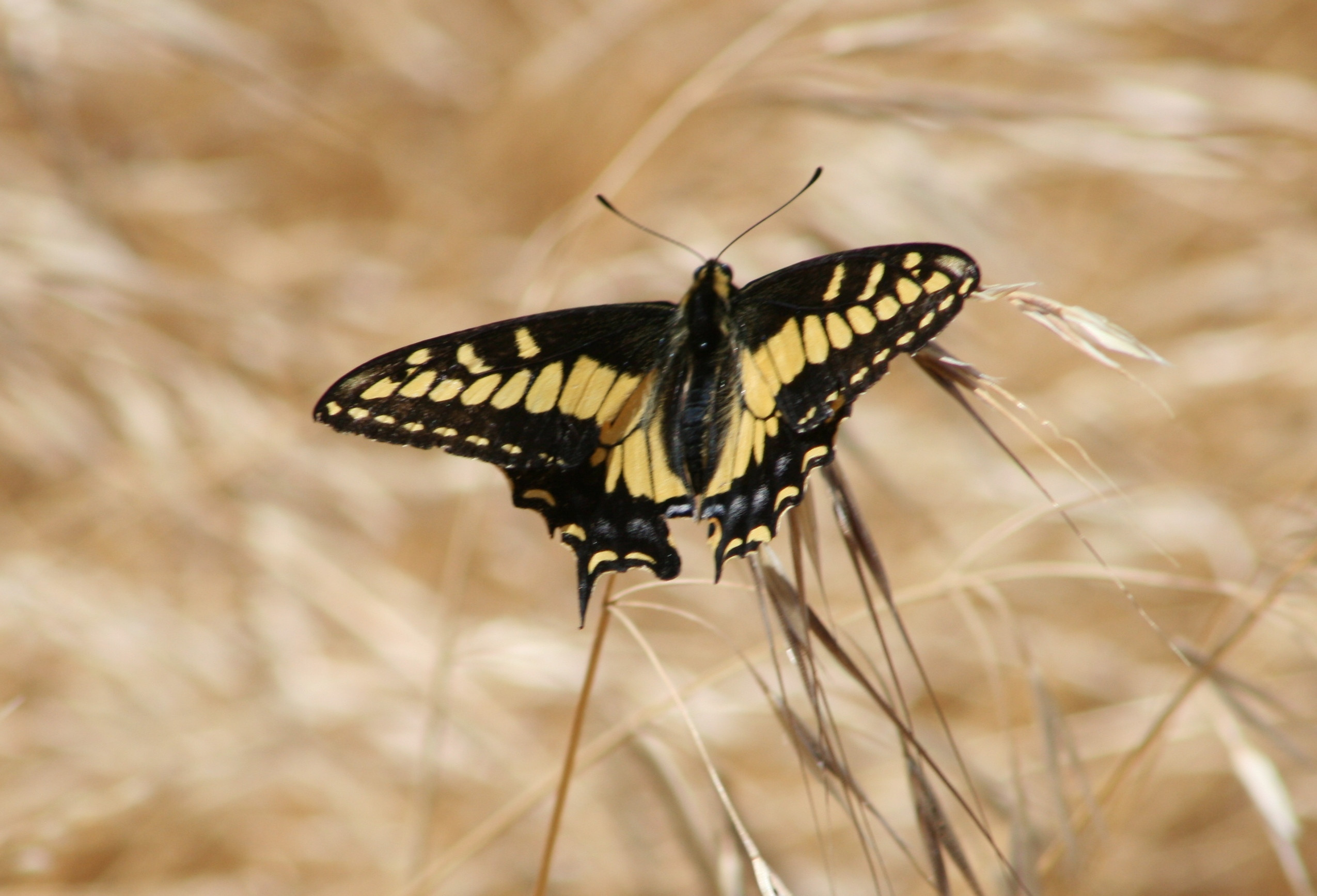 Anise Swallowtail