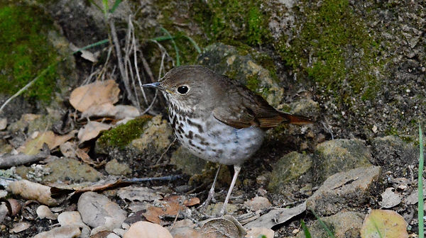 thrush hermit