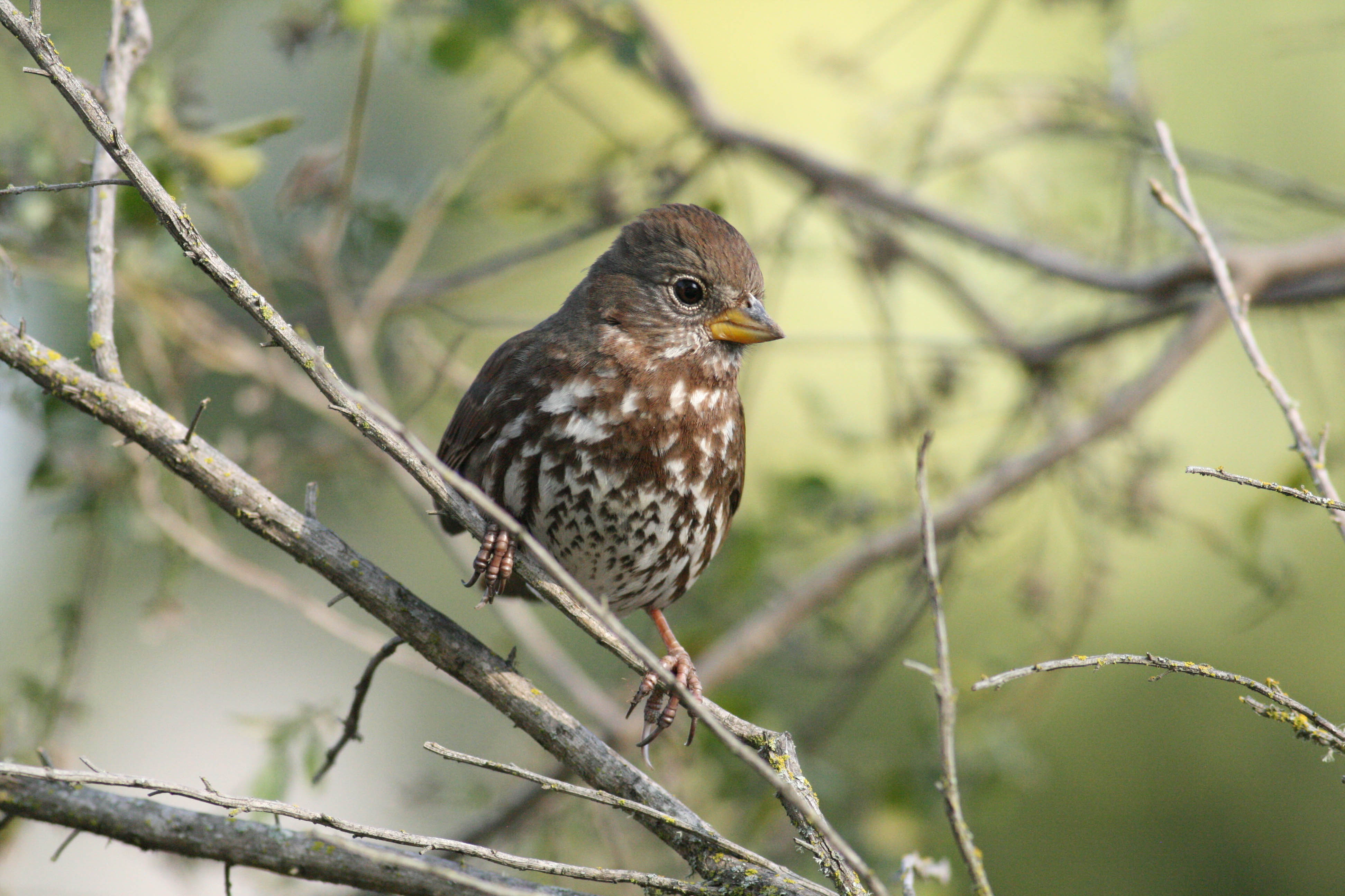 Fox Sparrow
