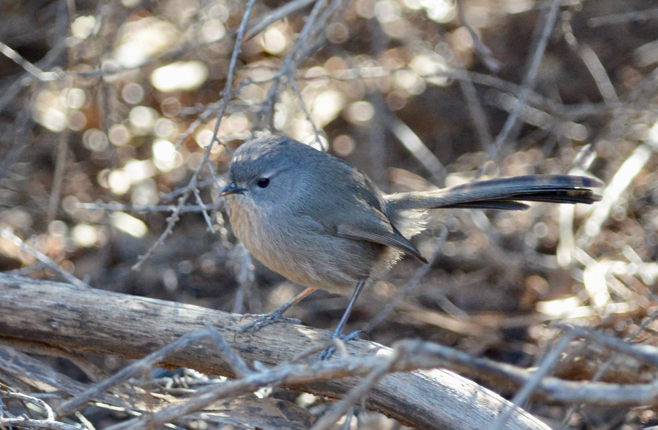 Wrentit