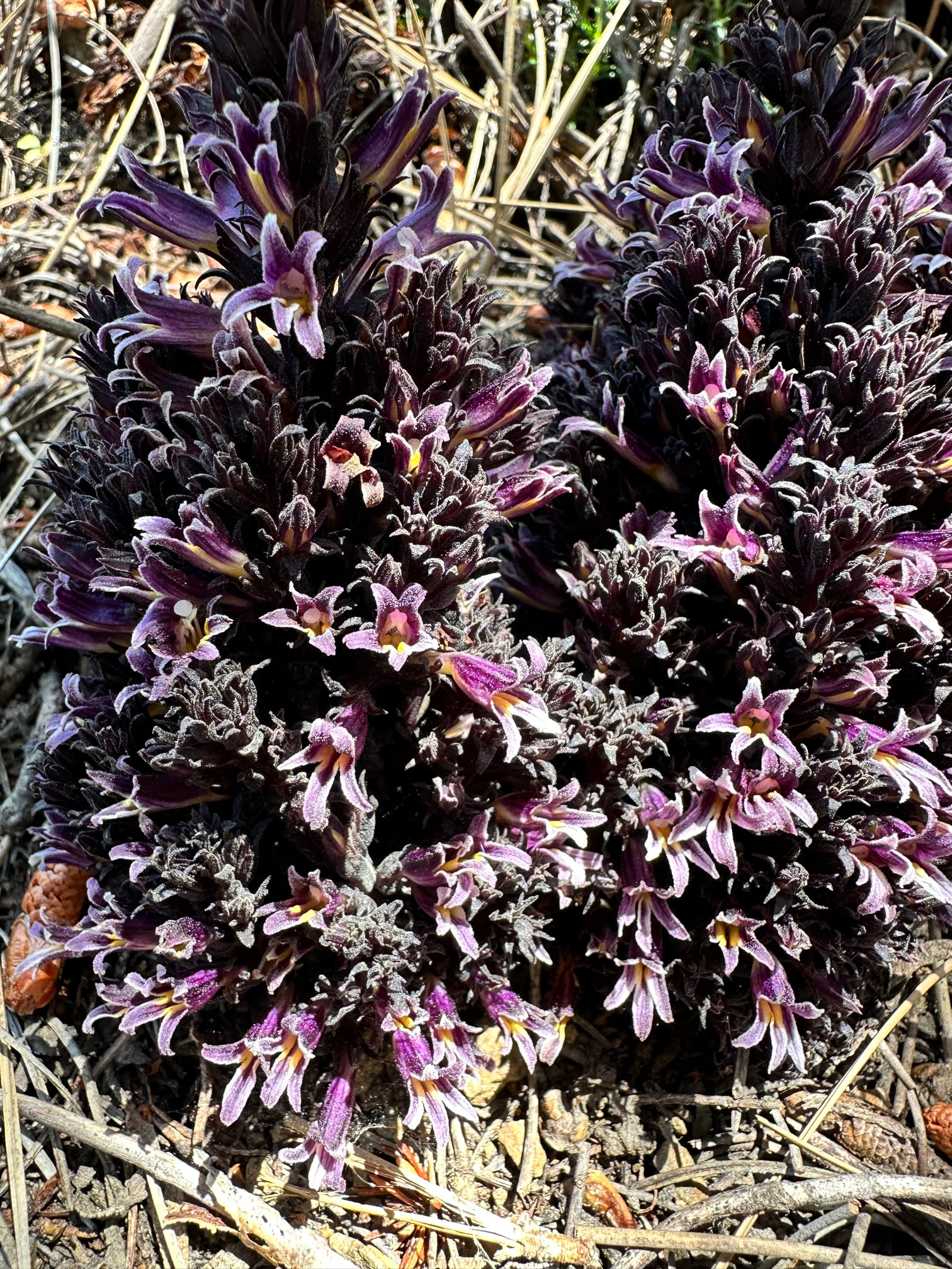 Chaparral Broomrape, Tuberous Broomrape Aphyllon tuberosum