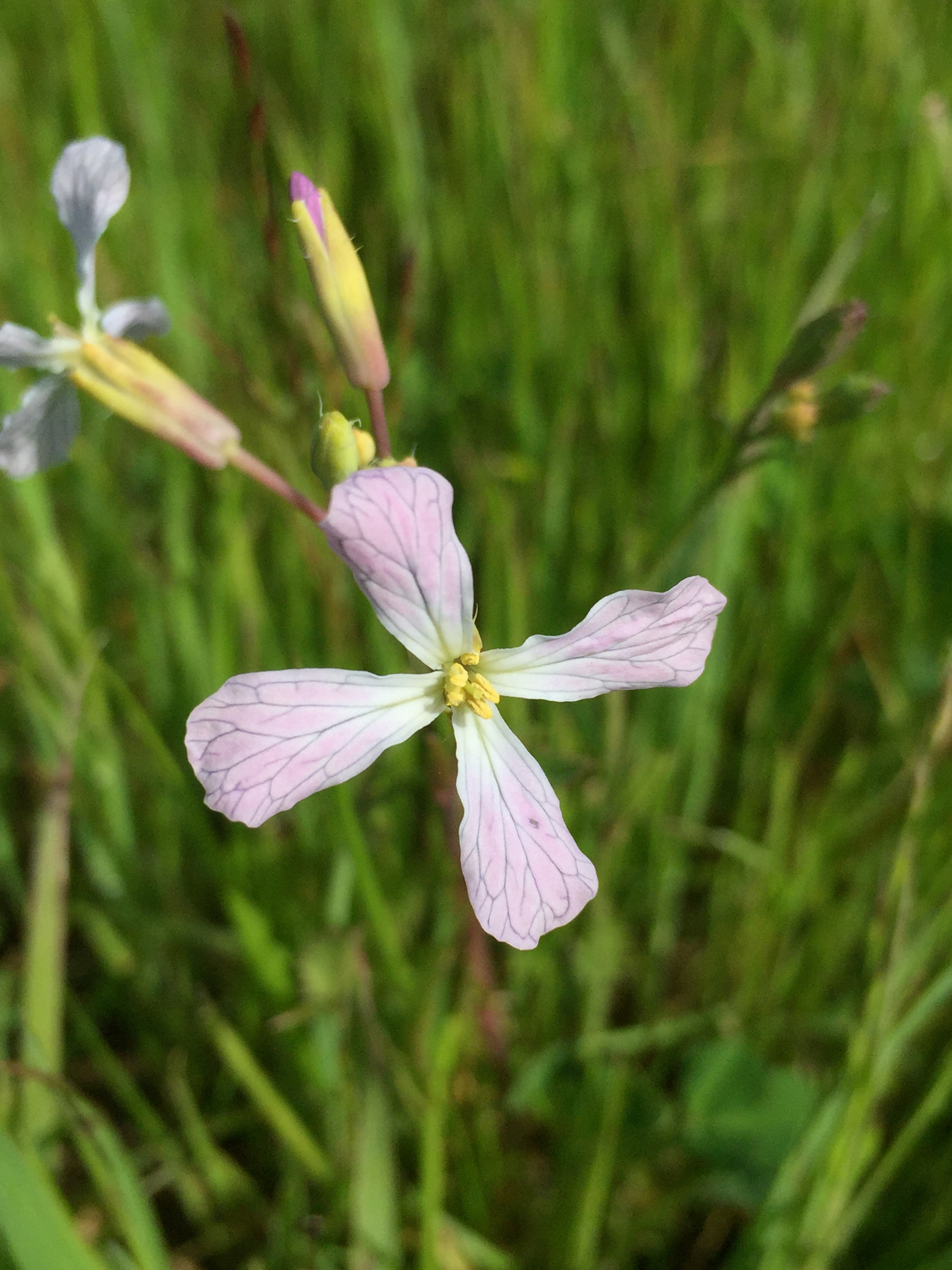 Wild Radish Raphanus sativus