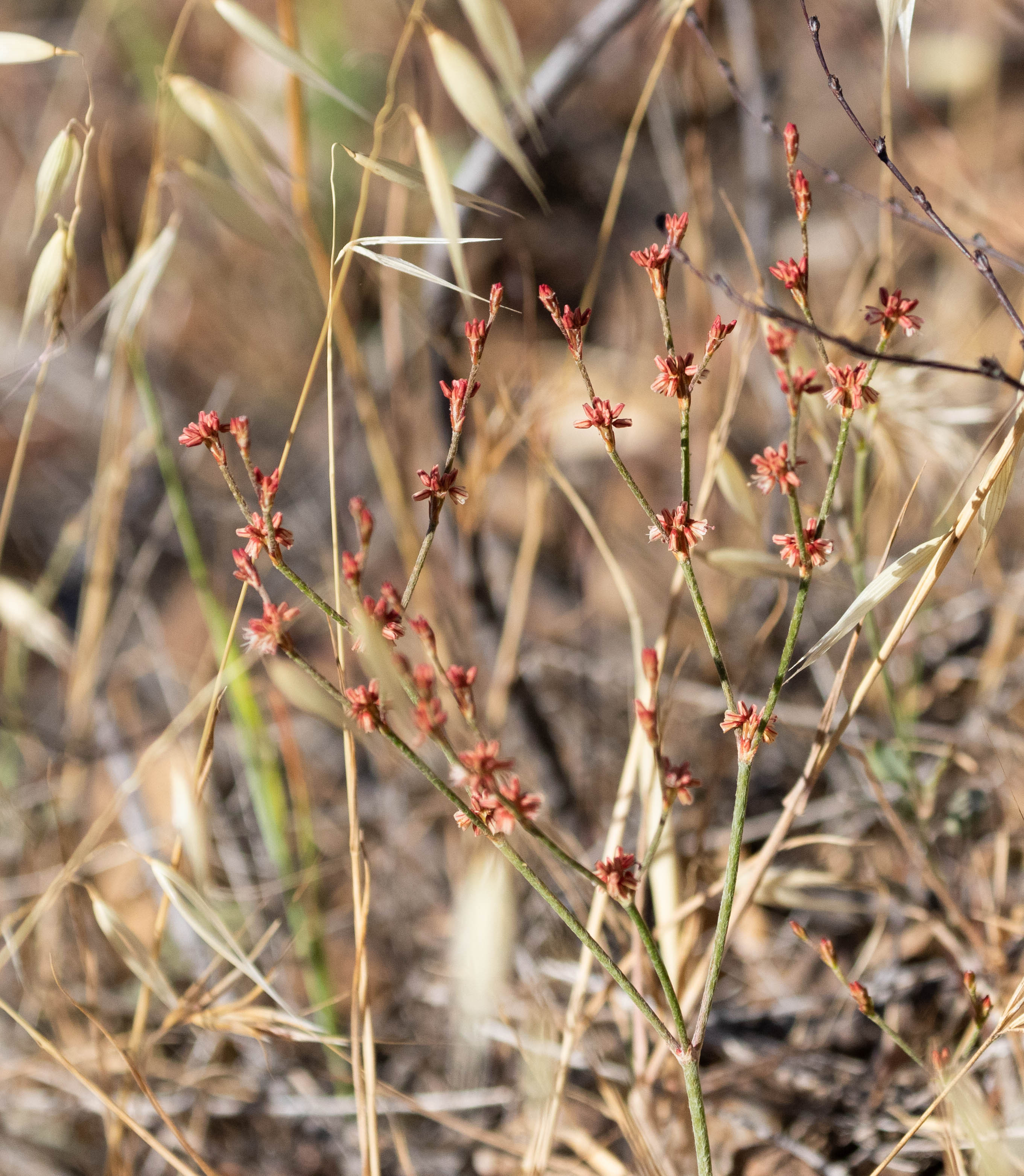 Slender Woolly Buckwheat Eriogonum gracile