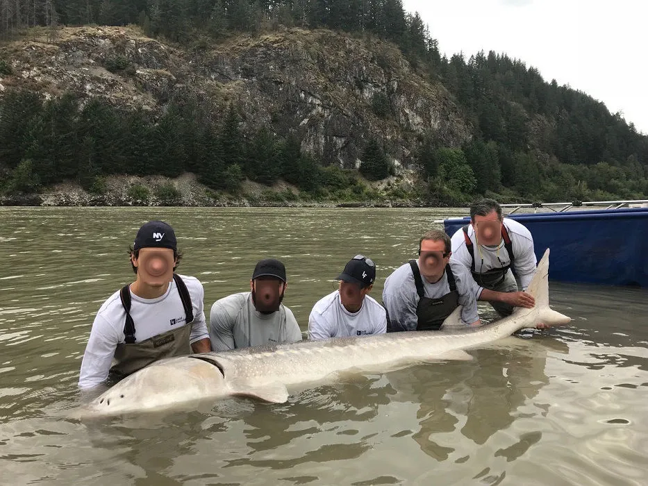 L'esturgeon dans un bassin