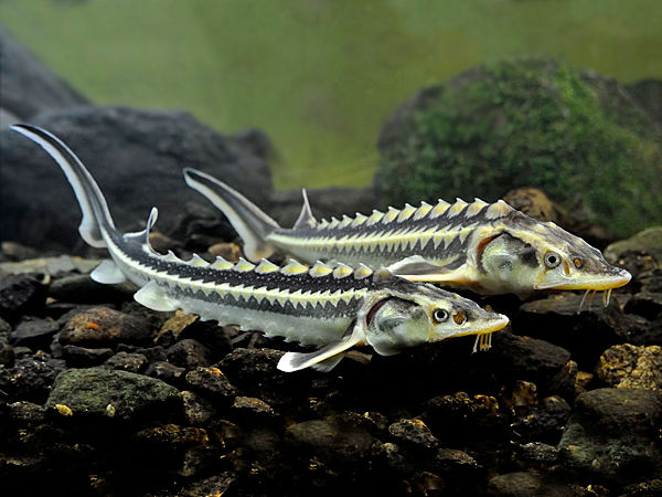 L'esturgeon dans un bassin