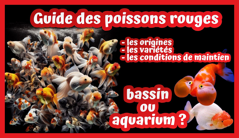 Guide du poisson rouge