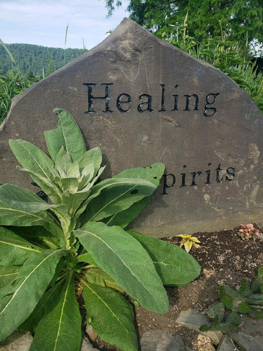 Mullein Root (Dried) | HealingSpirits