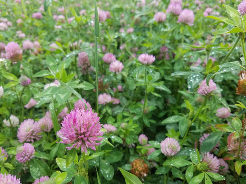 Red Clover Leaf & Flower (Dried) | HealingSpirits