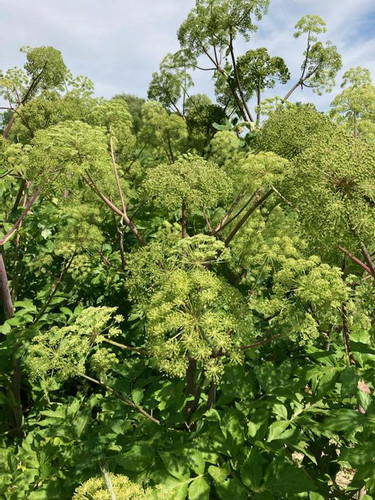 Angelica Root (Dried) | HealingSpirits