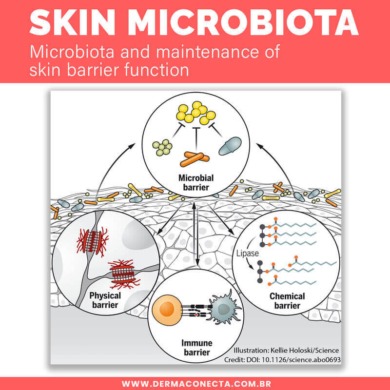 Microbiota and maintenance of skin barrier function