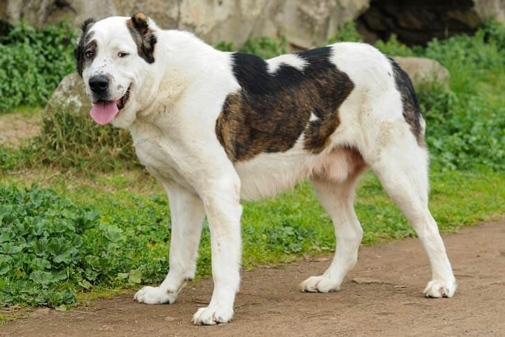 Cachorro Alabai Pastor da Ásia Central: Saiba tudo