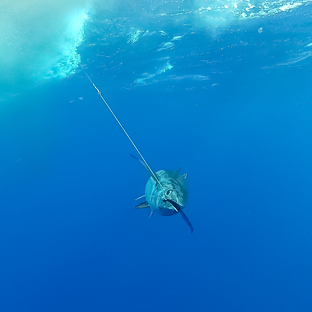 Hawaiian Fresh Seafood | Direct Source Wholesale Hawaiian Tuna