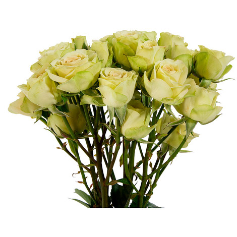 Product-Catalog-Spray-Roses | The Valley Springs