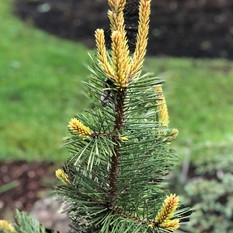 Pinus (Pine) | Crowfoot Nursery