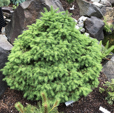 Picea (Spruce) | Crowfoot Nursery