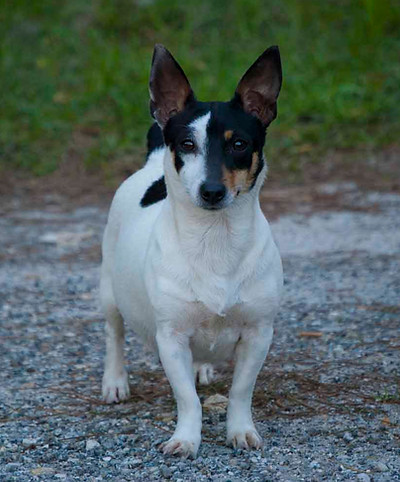 coloring pages of rat terriers