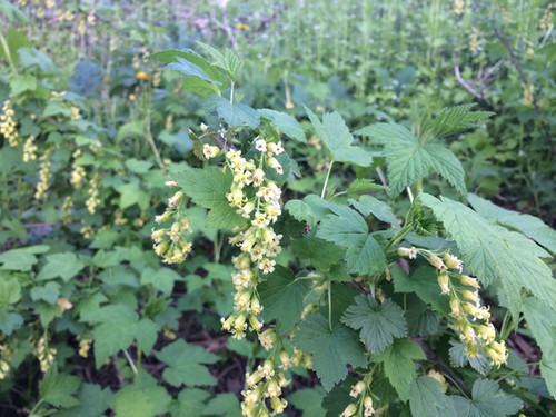 Wild Black Currant | Origin Native Plants