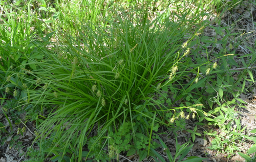 Long-beaked Sedge | Origin Native Plants