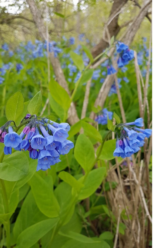Virginia Blue Bells | Origin Native Plants