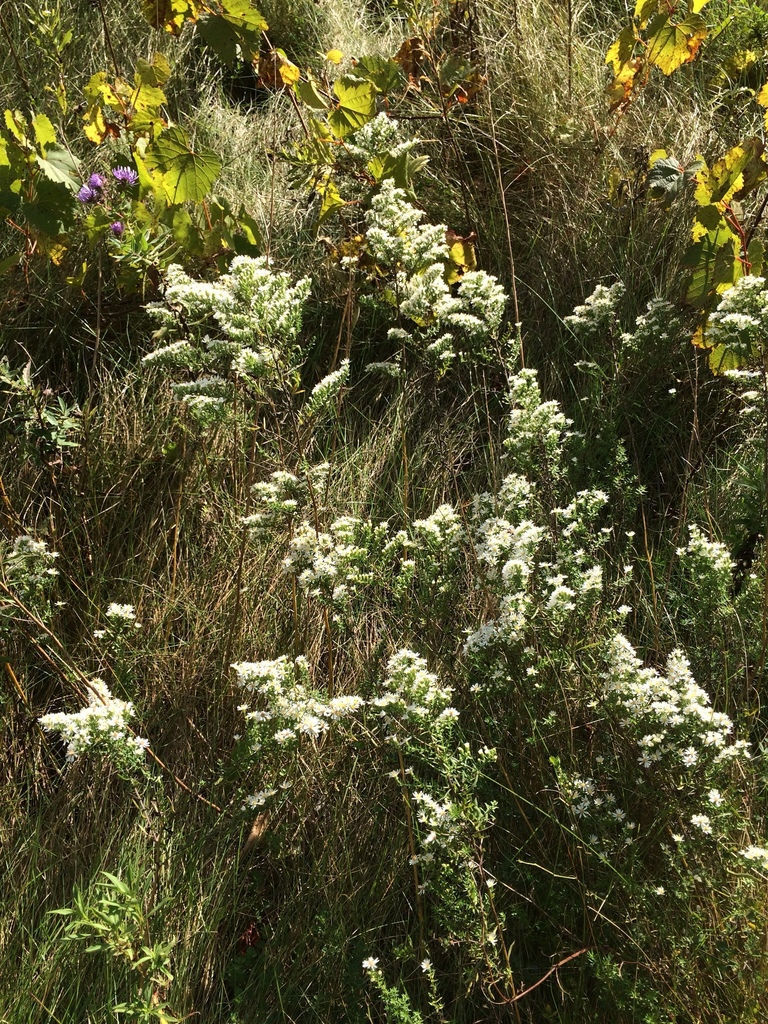 Heath Aster | Origin Native Plants