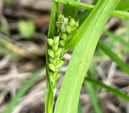 Common Woodland Sedge | Origin Native Plants