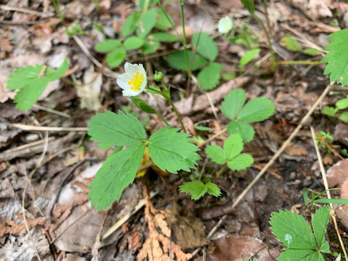 Wild Strawberry | Origin Native Plants