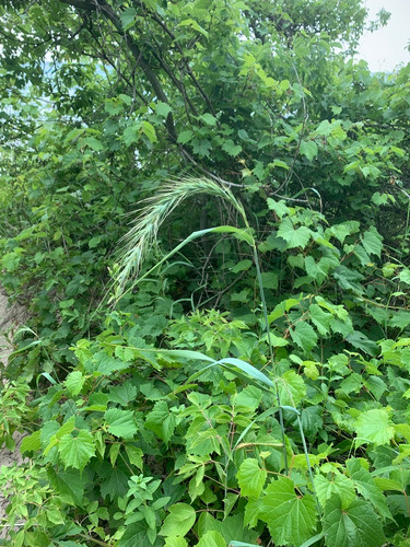Canada Wild Rye | Origin Native Plants