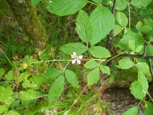 Northern Dewberry | Origin Native Plants
