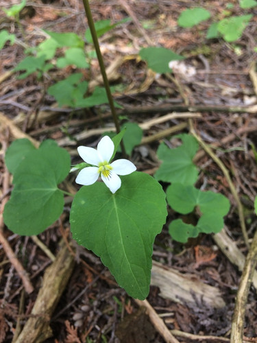 Canada Violet | Origin Native Plants
