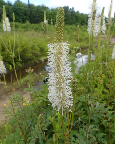 Canadian Burnet | Origin Native Plants