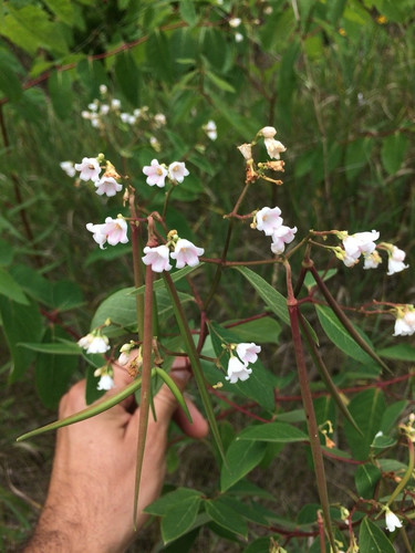 Spreading Dogbane | Origin Native Plants