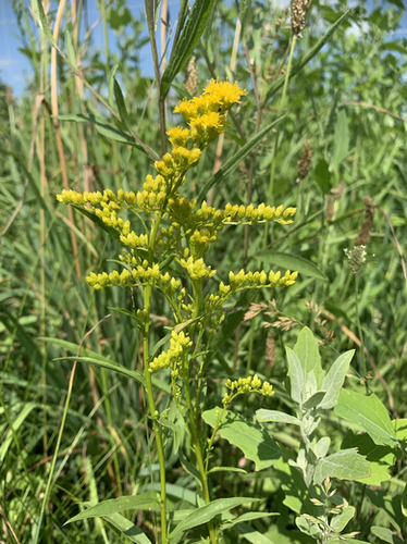 Early Goldenrod | Origin Native Plants