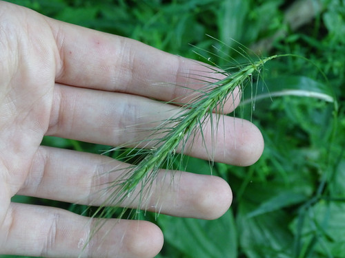 Silky Wild-rye | Origin Native Plants