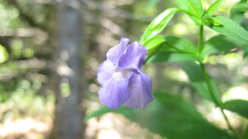 Monkey Flower | Origin Native Plants