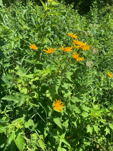 Oxeye | Origin Native Plants