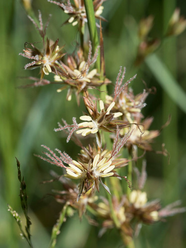 Baltic Rush | Origin Native Plants