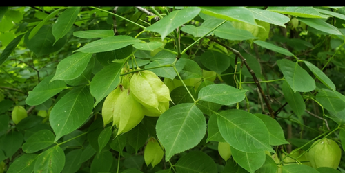 American Bladdernut | Origin Native Plants