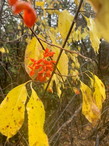 American Bittersweet | Origin Native Plants