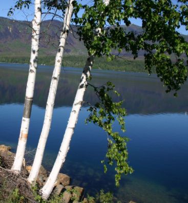 Paper Birch | Origin Native Plants