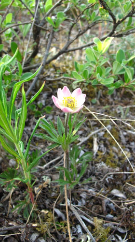 Red Anemone | Origin Native Plants