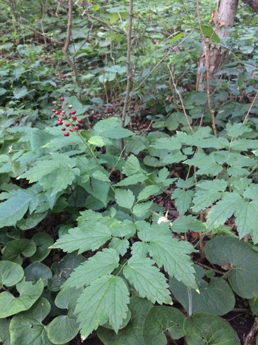 Red Baneberry | Origin Native Plants