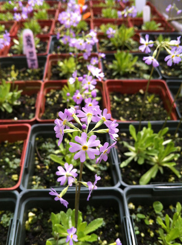 Lake Mistassini Primrose | Origin Native Plants
