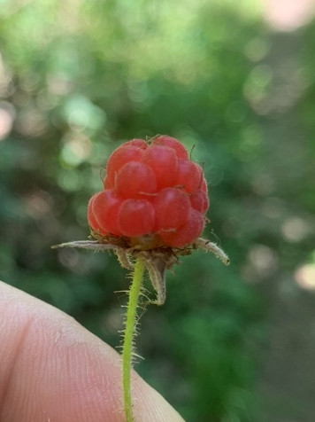 Red Raspberry | Origin Native Plants