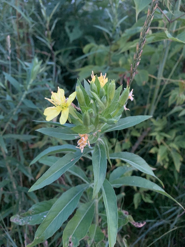 Common Evening-primrose | Origin Native Plants