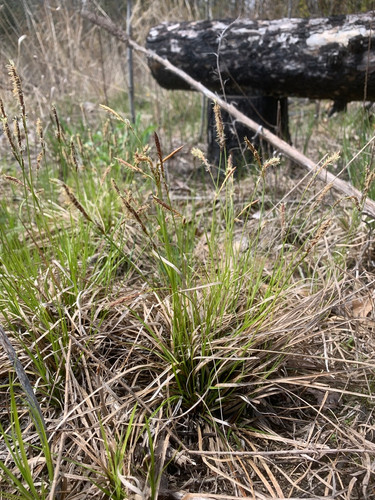 Pennsylvania Sedge | Origin Native Plants