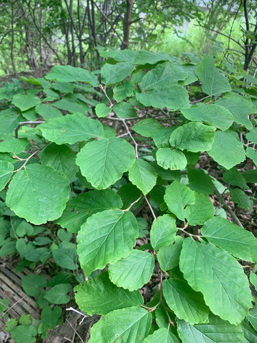 Witch-hazel | Origin Native Plants