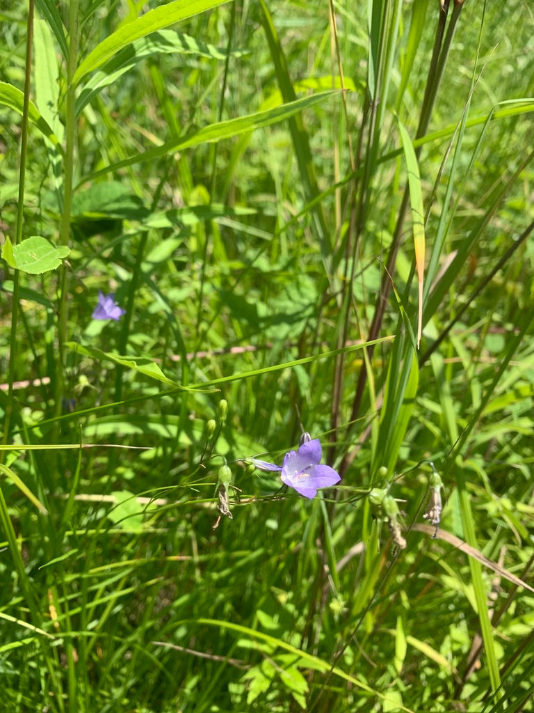 American Harebell | Origin Native Plants