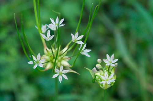 Canada Wild Onion | Origin Native Plants